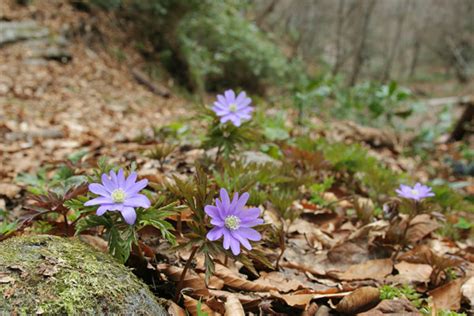 早春 紫の花 キクザキイチゲ 画像3 無料写真素材花ざかりの森