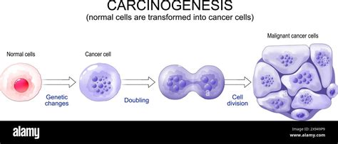 Cancer Development Normal Cells Are Transformed Into Cancer