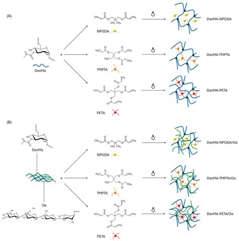 Reinforcement Of Dextran Methacrylate Based Hydrogel Semi Ipn And Ipn With Multivalent