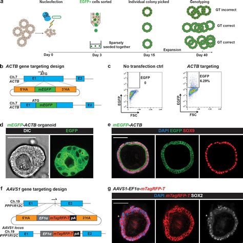 A Functional Genetic Toolbox For Human Tissue Derived Organoids Elife