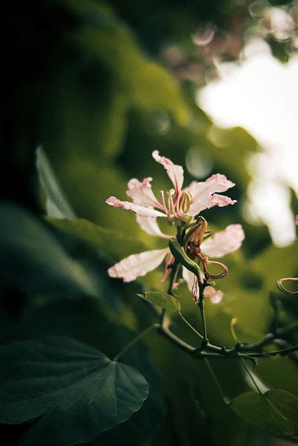 바우히니아 꽃 자연스러운 Pixabay의 무료 사진