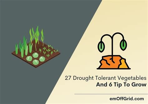 27 Drought Tolerant Vegetables And How To Grow