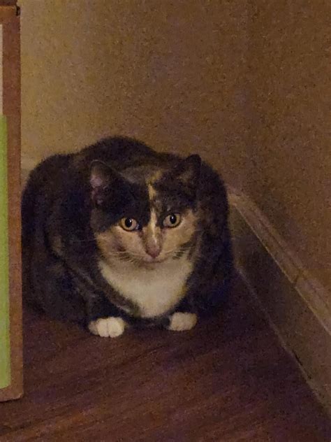 Shes Big Shes Square Shes Not All There Rfatcats