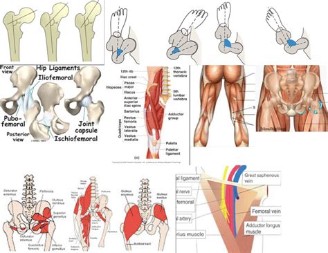 Hip Anatomy Diagram Quizlet
