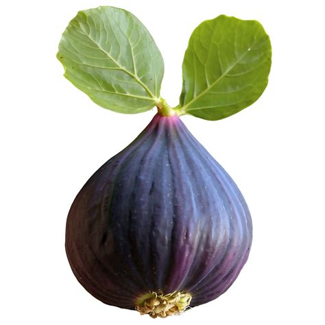 Download Mediterranean Fig Png 06202024
