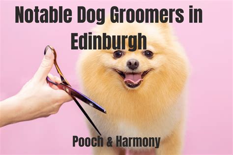 7 Notable Dog Groomers In Edinburgh Pooch And Harmony