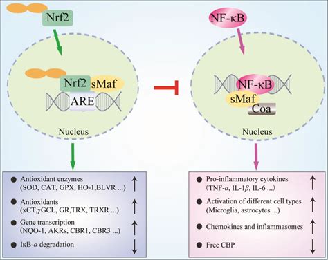 暨南大学丁郁教授等：膳食植物化学物质的抗氧化和抗炎作用：nrf2 Nf κb信号通路和nrf2上游因子