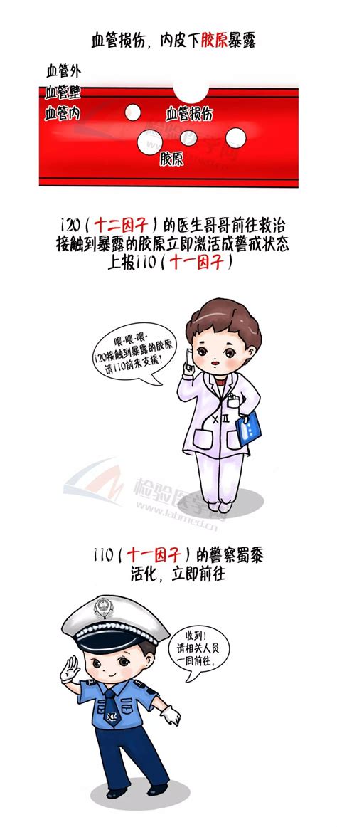 凝血因子瀑布学说图 凝瀑布 凝机制图 大山谷图库