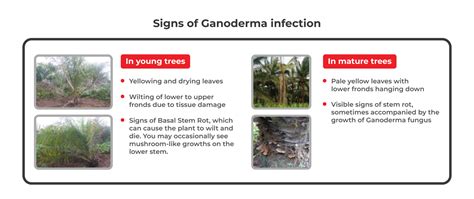 Ganoderma 101 The Palm Oil Enemy You Need To Know Golden Agri Resources