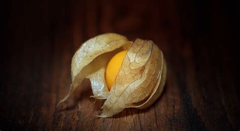 Physalis Peruviana 케이프 구 Pixabay의 무료 사진