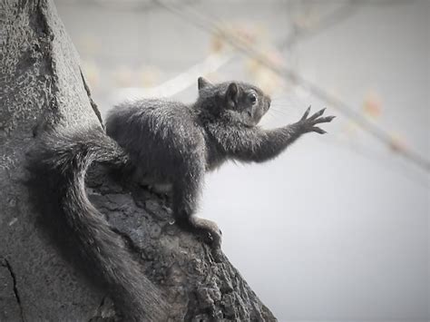 Teenage Mutant Ninja Squirrels Tales From A West Michigan Wood