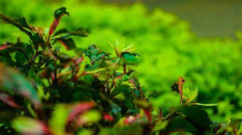 Green Flowers And Trees Greenery Plants Powerpoint Background For Free