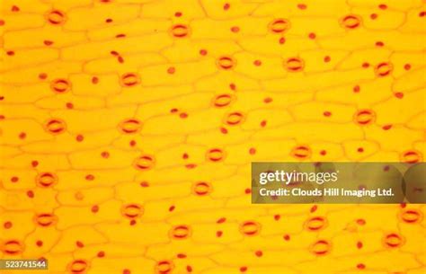 Stomata Cells Photos And Premium High Res Pictures Getty Images