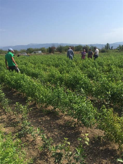 სანერგე მეურნეობა ქიწნისი Agricultural Cooperative 25 Photos Facebook