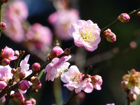 P Gong Fen Mume Gong Fe Flickr