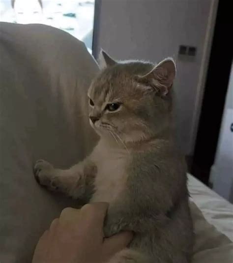 Cat With Confusing Auras On Twitter ANGRY Https T Co UwSBKeIzu Twitter