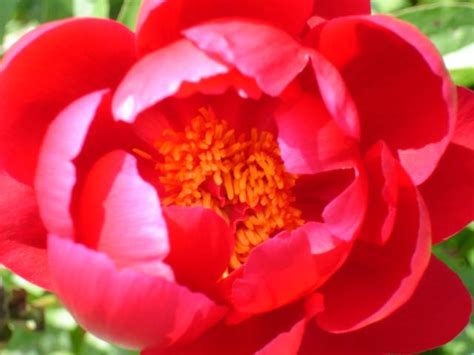 Пион Golden Glow в наличии низкая цена - саженцы, описание, отзывы ...