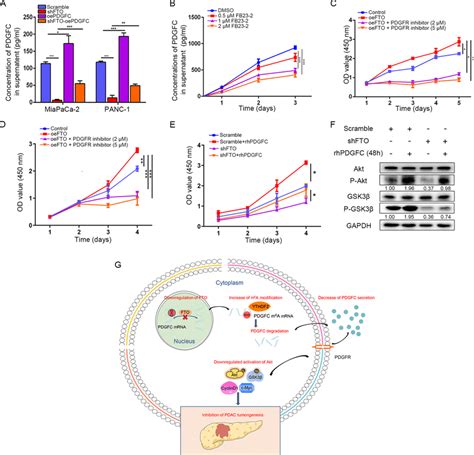 Pdgfc Is Critical To Fto Stimulated Akt Signaling A Secreted Pdgfc