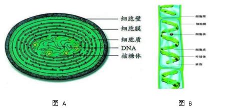 图 A 为蓝细菌细胞结构示意图B 为水绵细胞的结构示意图 铅笔题库 ZUJUAN COM组卷网