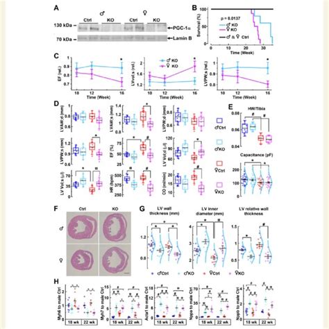 Pgc 1a Knockout Causes Sex Specific Gradual Cardiac Dilatation And Download Scientific Diagram