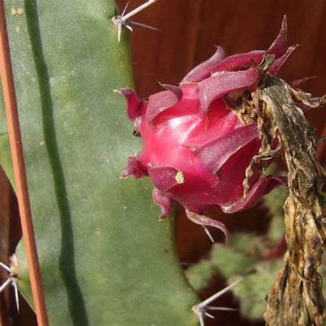 13 Hylocereus Cactus Varieties Identification And Care Guide