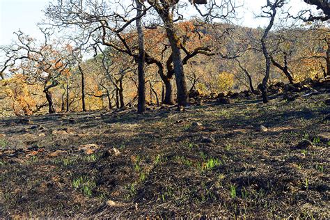 Sonoma Valley And North Bay Fire Recovery Sonoma Ecology Center