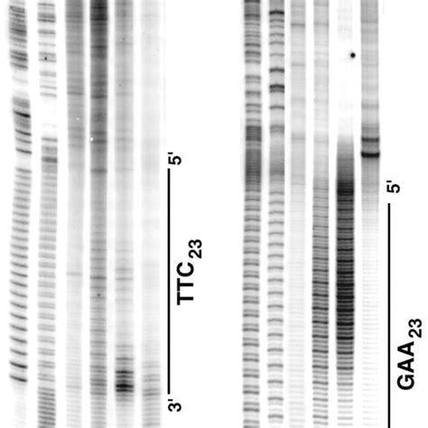 H‐dna Formation In Gaa23·ttc23 Repeats And Adjacent Sequences
