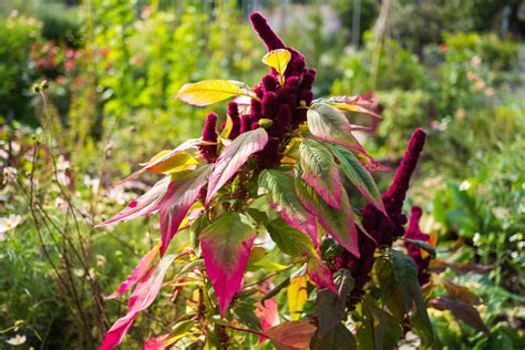Amaranth Anbauen Und Ernten Ein Leitfaden F R Anf Nger Der Kleine