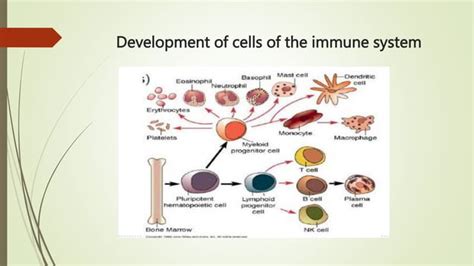 Lecture 1 Introduction To Immunologypptx Infectious Diseases