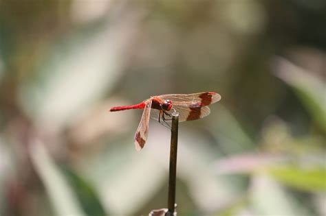 入笠山にてハナイカリ フツウの生活