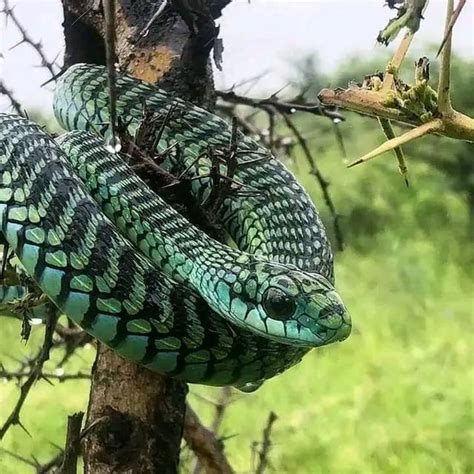 There Is A Snake In Africa Whose Venom Causes Your Blood To Not Only