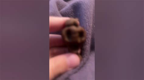 Pinki Phase 8 Youtube