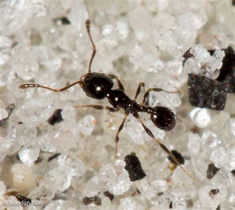 Pheidole Adrianoi Bugguidenet