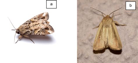 Fall Armyworm How A Climate Model Can Help Agriorbit