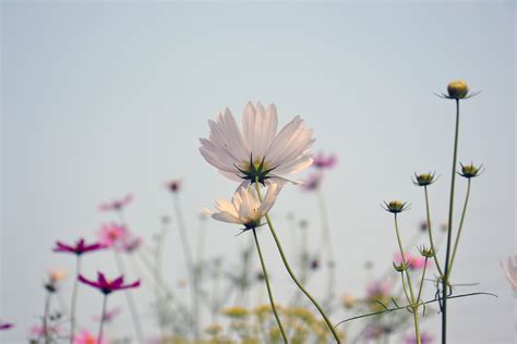 무료 이미지 자연 분기 하늘 목초지 아침 꽃잎 봄 데스크톱 식물학 담홍색 플로라 야생화 아름다운