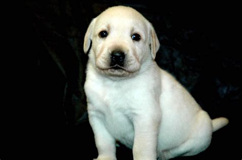 Filhotes De Labrador Filhotes
