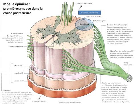 Épinglé sur VET