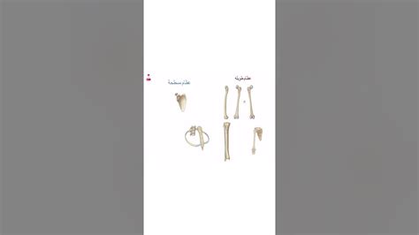 من انواع العظام في جسم الانسان Youtube