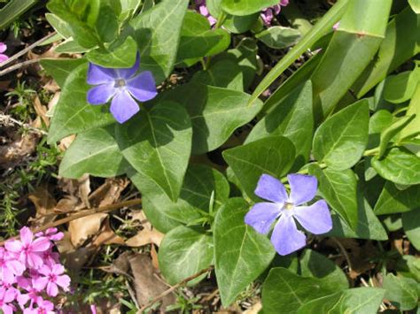 Bigleaf Periwinkle Plant Identification By Pamela Borden Trewatha Ph