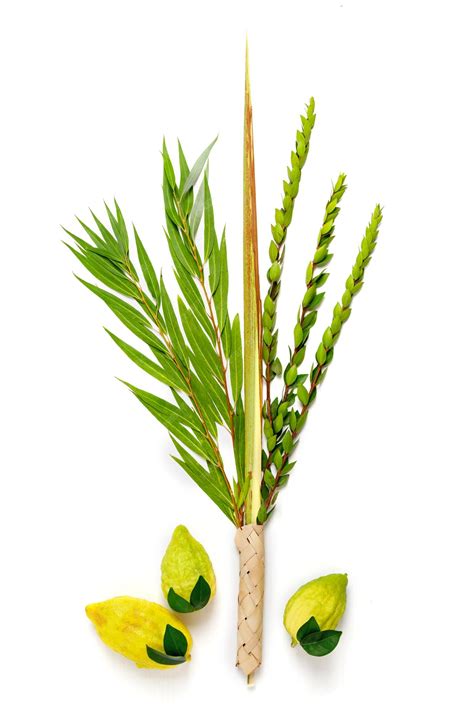 Fiesta Judía De Sukkot Símbolos Tradicionales Las Cuatro Especies Etrog