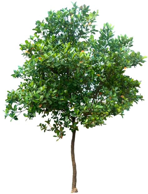 Image Result For Alberi Png Pianta Piante Grafici Alberi Images