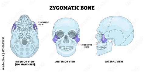 Zygomatic Arch Bone Human Skull Bone Structure Anatomy Diagram With