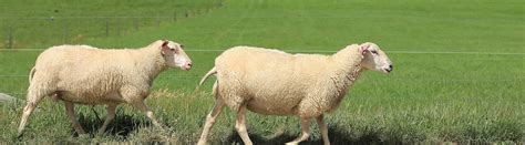 The Many Benefits Of Nz Sheep Milk Over Goat Or Cows Milk Spring
