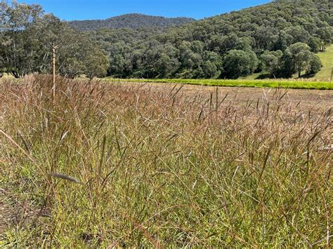 Native Grasses Native Seeds