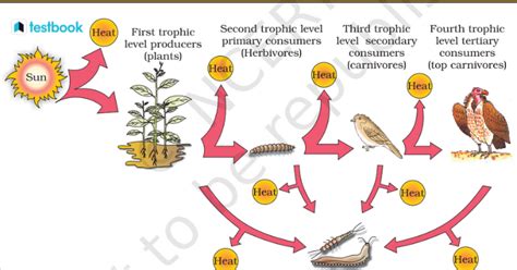 What Is A Trophic Level Check Definition Categories And Diagram