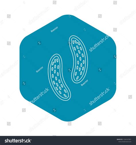 Epithelial Cells Anatomical Vector Illustration Infographic Diagram Fat