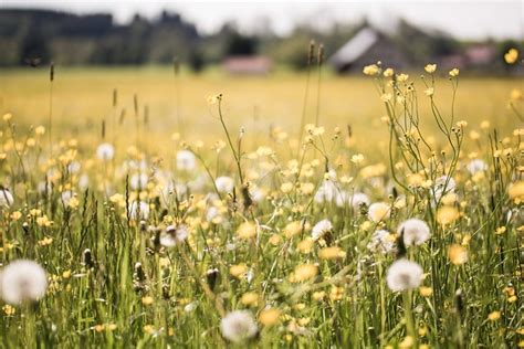 Dandelion Field Depth Of Free Photo On Pixabay