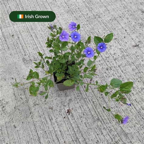 Convolvulus Sabatius J Parker Dutch Bulbs Ireland Production