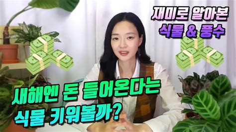 새해엔 돈 들어오는 식물 키워볼까 재미로 알아본 복들어오는 식물풍수인테리어 Youtube