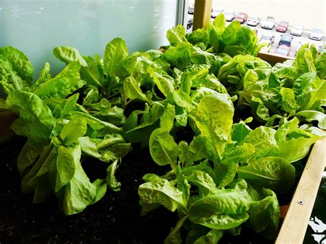Todo Lo Que Necesitas Saber Sobre El Abono Para Tu Huerta Tipos Y